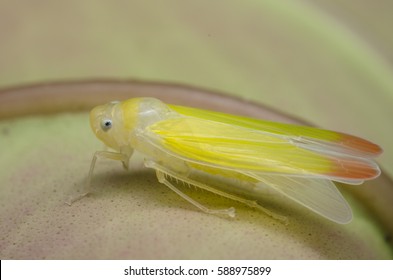 85 Sap feeders Images, Stock Photos & Vectors | Shutterstock
