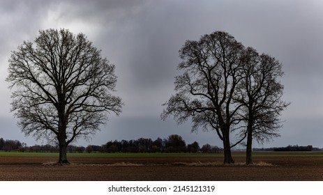 Leafless Oak Trees Empty Field On Stock Photo 2145121319 | Shutterstock