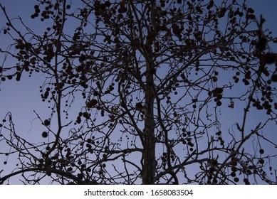 Leafless Sycamore Tree Fruit Background Light Stock Photo (Edit Now ...