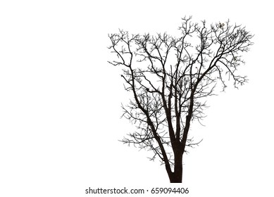 578 Denuded trees Images, Stock Photos & Vectors | Shutterstock