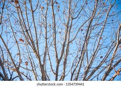 Hibernation Images, Stock Photos & Vectors | Shutterstock