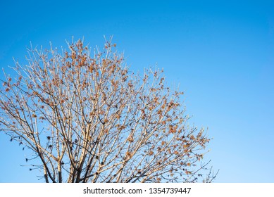 Hibernation Images, Stock Photos & Vectors | Shutterstock