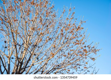 Hibernation Images, Stock Photos & Vectors | Shutterstock