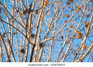 Hibernation Images, Stock Photos & Vectors | Shutterstock