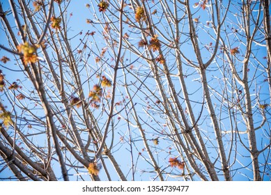 Hibernation Images, Stock Photos & Vectors | Shutterstock
