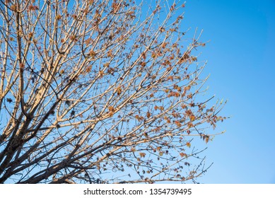 Hibernation Images, Stock Photos & Vectors | Shutterstock
