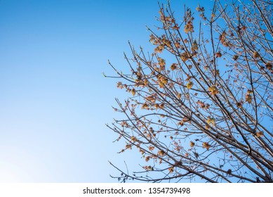 Hibernation Images, Stock Photos & Vectors | Shutterstock