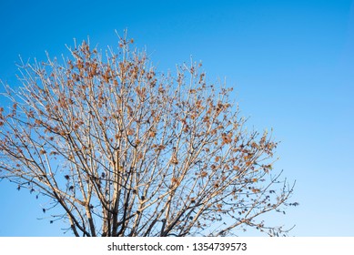 Hibernation Images, Stock Photos & Vectors | Shutterstock