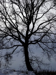 Rimy tree in dim landscape, a Nature Photo by Unigraph