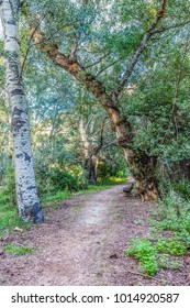 Leaned Arched Tree Forest Over Path Stock Photo 1014920587 | Shutterstock