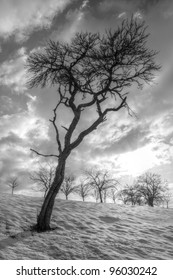 Leaning Tree Stock Photo 96030242 | Shutterstock