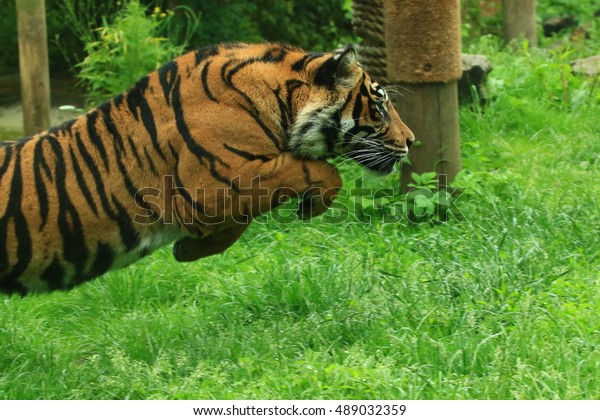 Leaping Tiger 2 Stock Photo 489032359 | Shutterstock