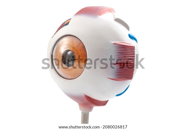 Learning Anatomy Physiology Visual System Organ Stock Photo 2080026817 ...