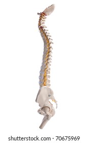 410 Human column isolated model spine Images, Stock Photos & Vectors ...