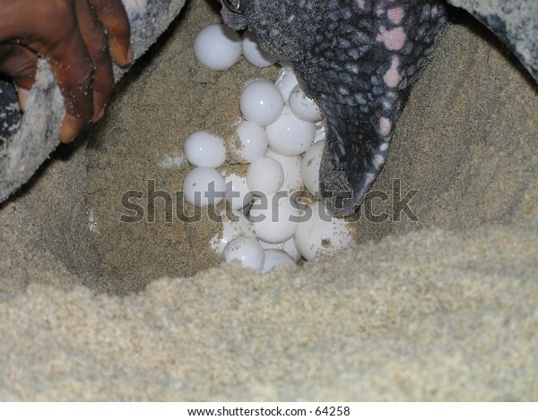 Leatherback Turtle Laying Her Eggs On Stock Photo (Edit Now) 64258