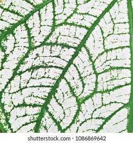 Leave Surface Texture Background Stock Photo 1086869642 | Shutterstock