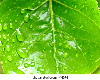Leave Texture Stock Photo 44894 | Shutterstock