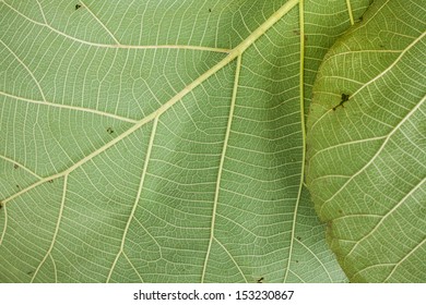 Leave Texture Background Stock Photo 153230867 | Shutterstock