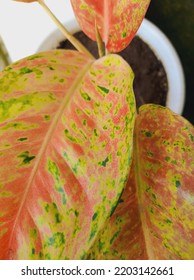 1,388 Three Point Leaf Images, Stock Photos & Vectors | Shutterstock