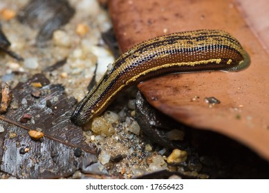 331 Dried leeches Images, Stock Photos & Vectors | Shutterstock