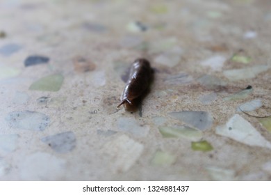 910 Leech close up Images, Stock Photos & Vectors | Shutterstock