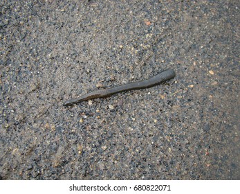 919 Leech close up Images, Stock Photos & Vectors | Shutterstock