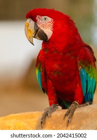 89 Parrot looking forward Images, Stock Photos & Vectors | Shutterstock