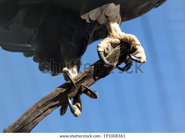 Legs Claws Eagle Sitting On Branch Stock Photo (Edit Now) 191008361
