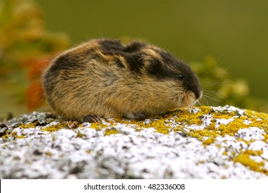 1,361 Lemmings Images, Stock Photos & Vectors | Shutterstock