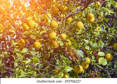 5,993 Wild Lemon Tree Images, Stock Photos & Vectors | Shutterstock