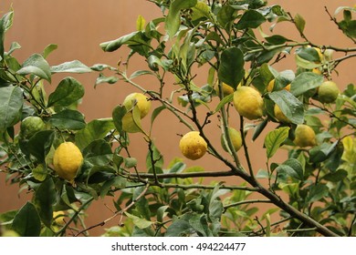 845 Lemon tree thorns Images, Stock Photos & Vectors | Shutterstock