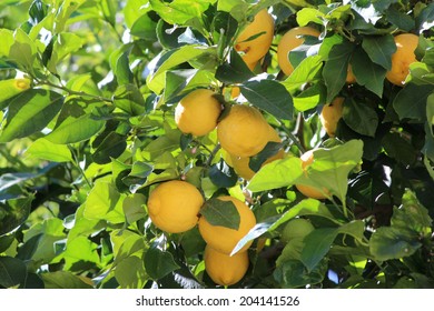 5,993 Wild Lemon Tree Images, Stock Photos & Vectors | Shutterstock