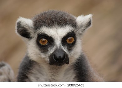 11,938 Lemur face Images, Stock Photos & Vectors | Shutterstock
