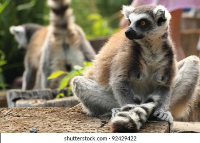 Lemur Monkey Stock Photo 92429422 | Shutterstock