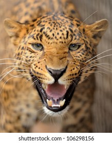 Closeup Angry Leopard Portrait Smoke On Stock Photo (Edit Now) 500782933