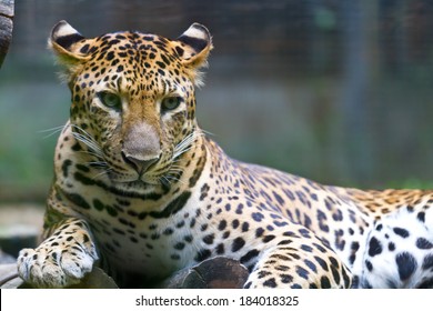 Leopard Stock Photo 184018325 | Shutterstock