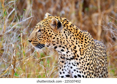 Leopard Side View On Rockst Jungle Foto de stock 558879838 | Shutterstock