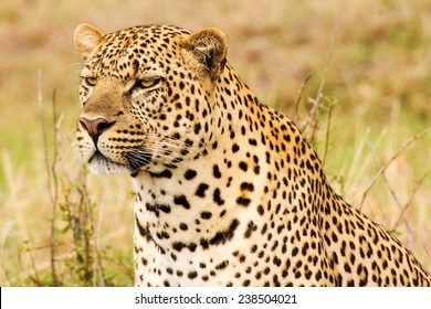 2,458 Leopard side view Images, Stock Photos & Vectors | Shutterstock