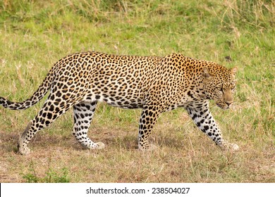 2,458 Leopard side view Images, Stock Photos & Vectors | Shutterstock