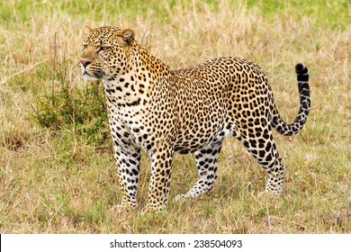 2,458 Leopard side view Images, Stock Photos & Vectors | Shutterstock