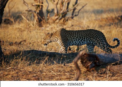 147 Leopard hunting antelope Stock Photos, Images & Photography ...