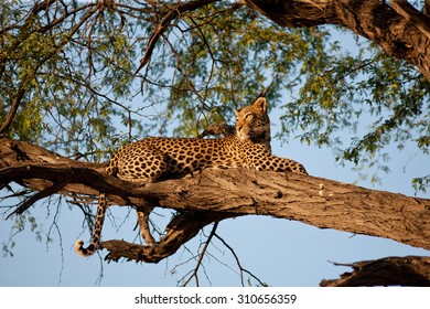 147 Leopard hunting antelope Stock Photos, Images & Photography ...