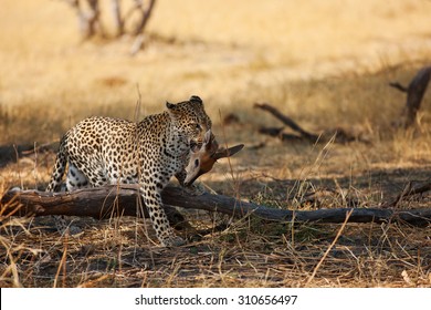 147 Leopard hunting antelope Stock Photos, Images & Photography ...