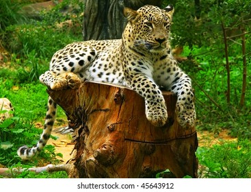 Leopard Stock Photo 45643912 | Shutterstock