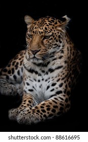 Leopard Resting On Log Against Black Stock Photo 1407316988 | Shutterstock