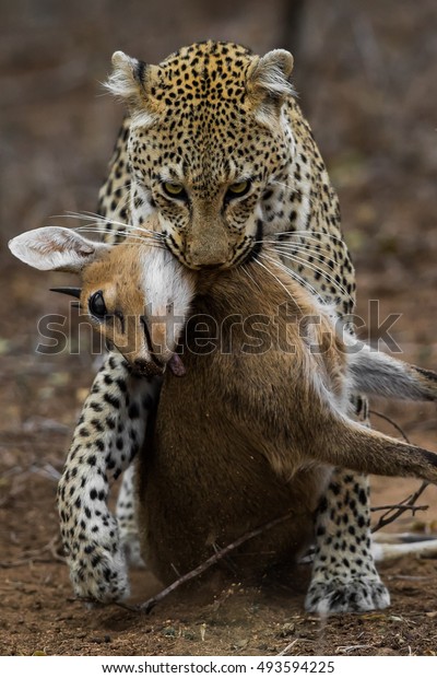 Leopard Antelope Kill Close Stock Photo (Edit Now) 493594225