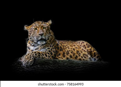 Leopard Black Background Stock Photo 758164993 | Shutterstock