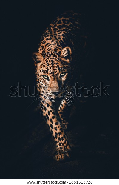 Leopard Black Background Stock Photo 1851513928 | Shutterstock