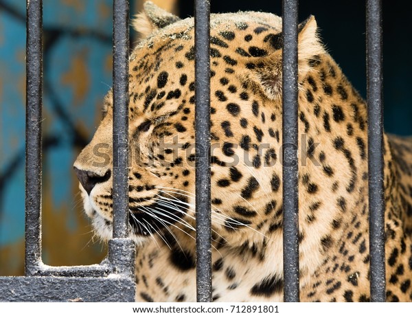 Leopard Cage Stock Photo (Edit Now) 712891801