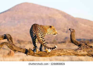 Leopard Climbing Tree Stock Photo (Edit Now) 1246800817